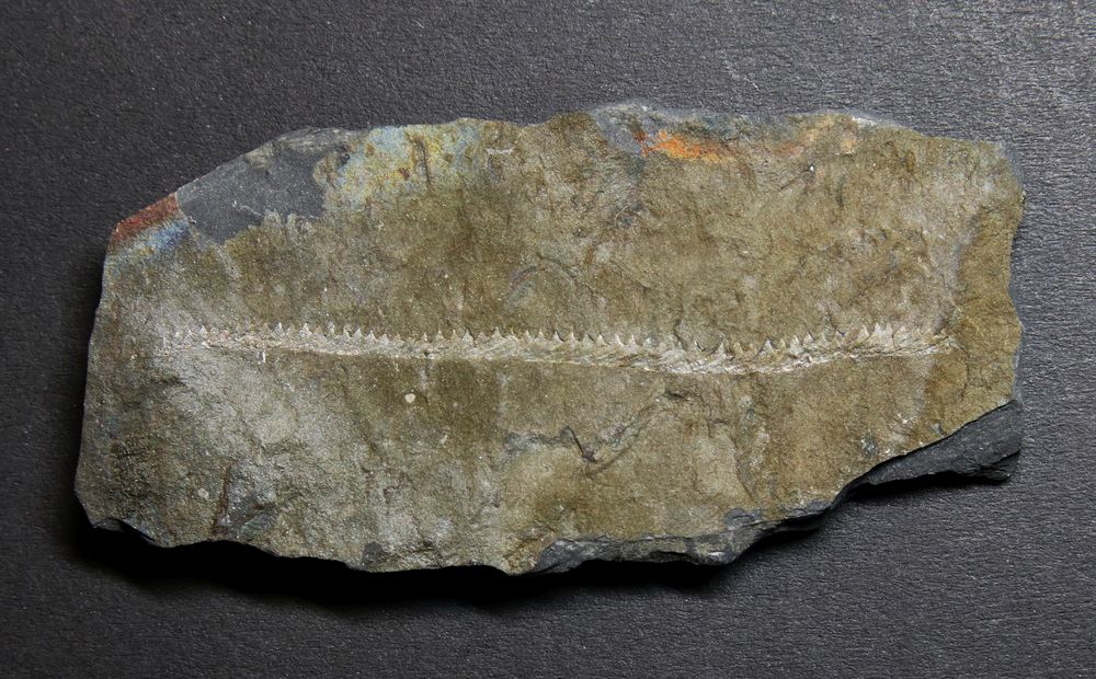 Graptolith aus dem Silur - Monograptus sp. Foto & Bild | sonstiges ...