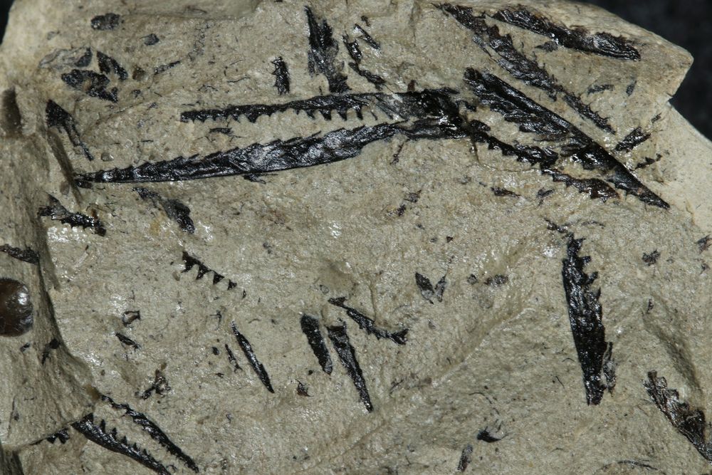 Graptolith aus dem Silur - Monograptus sp. Foto & Bild | sonstiges ...