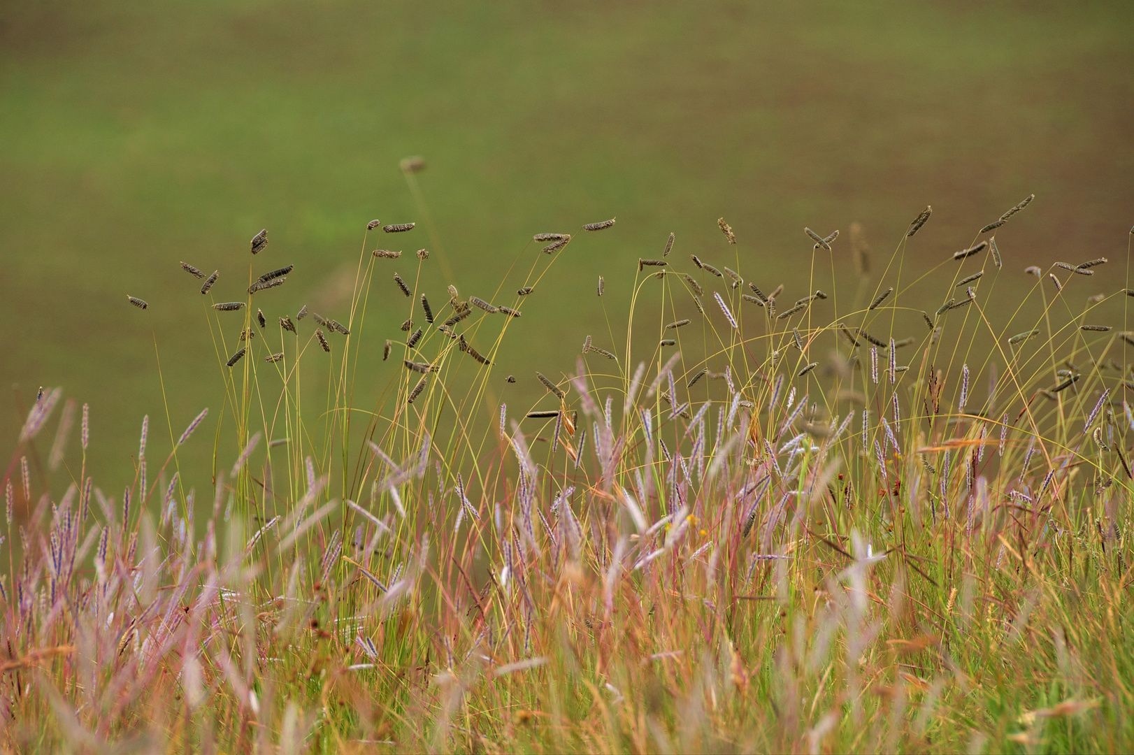 Gras Foto & Bild | jahreszeiten, herbst, natur Bilder auf fotocommunity