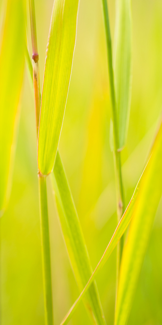 Gras Foto & Bild | pflanzen, pilze & flechten, jahreszeiten, herbst ...