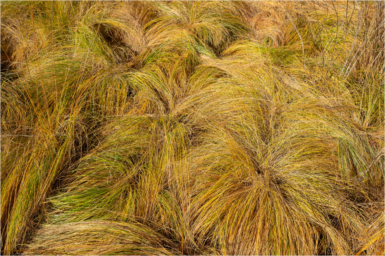 Gras Mexikanisches Federgras, Engelshaar Nassella tenuissima Foto ...