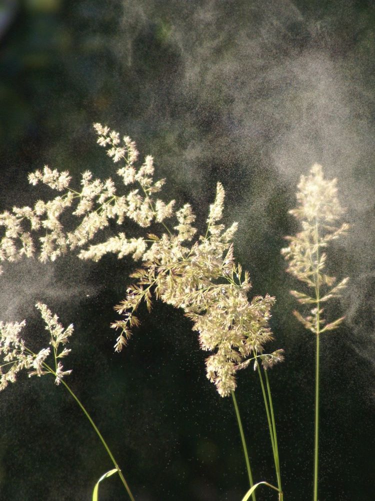 Gras-Pollen Foto & Bild | pflanzen, pilze & flechten, gräser, natur ...