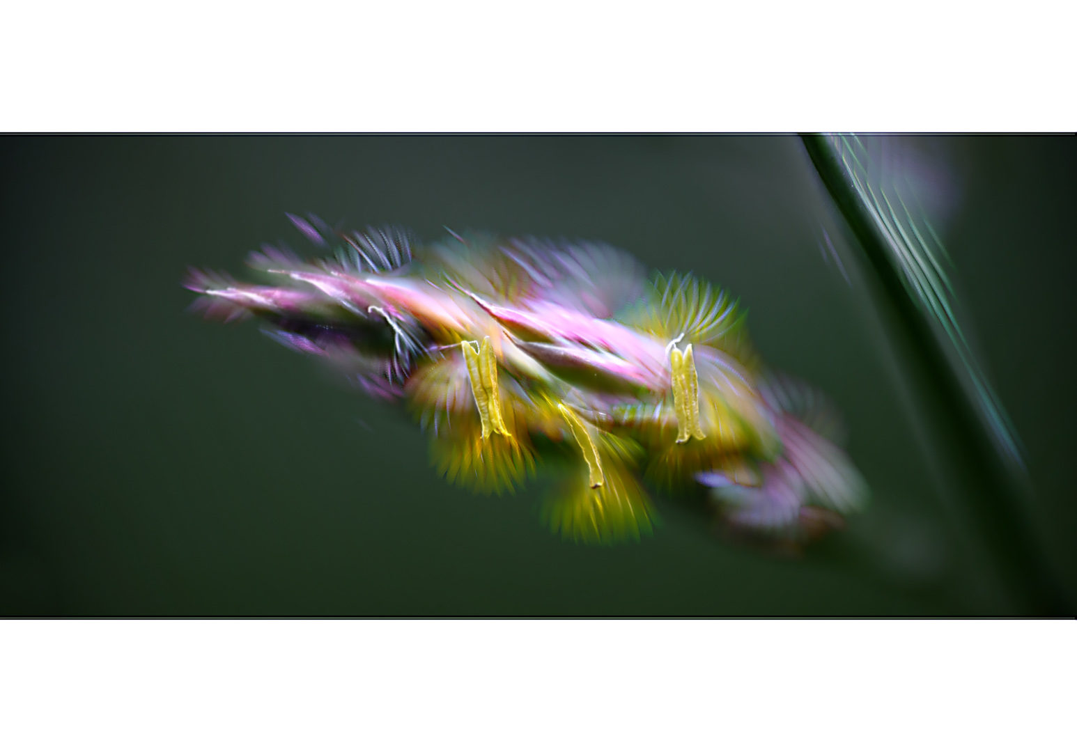 gras samen ... Foto & Bild | bearbeitungs - techniken, filtertechniken, digi-art Bilder auf ...