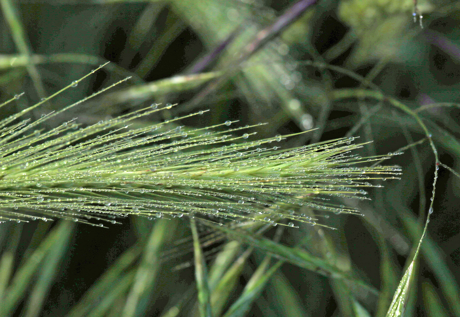 Gras Tau Foto & Bild | wiese, gras, natur Bilder auf fotocommunity