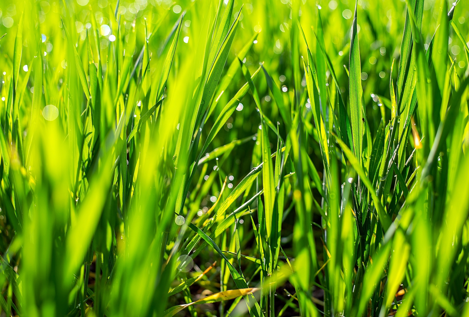 grasgrün .:: Foto & Bild | nah- & makro, pflanzen, pilze & flechten ...