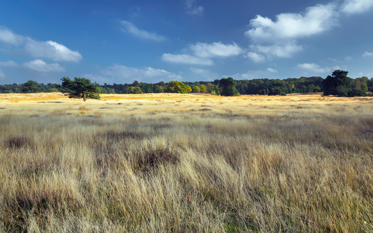 Grasland Foto & Bild | blau, bäume, gelb Bilder auf fotocommunity