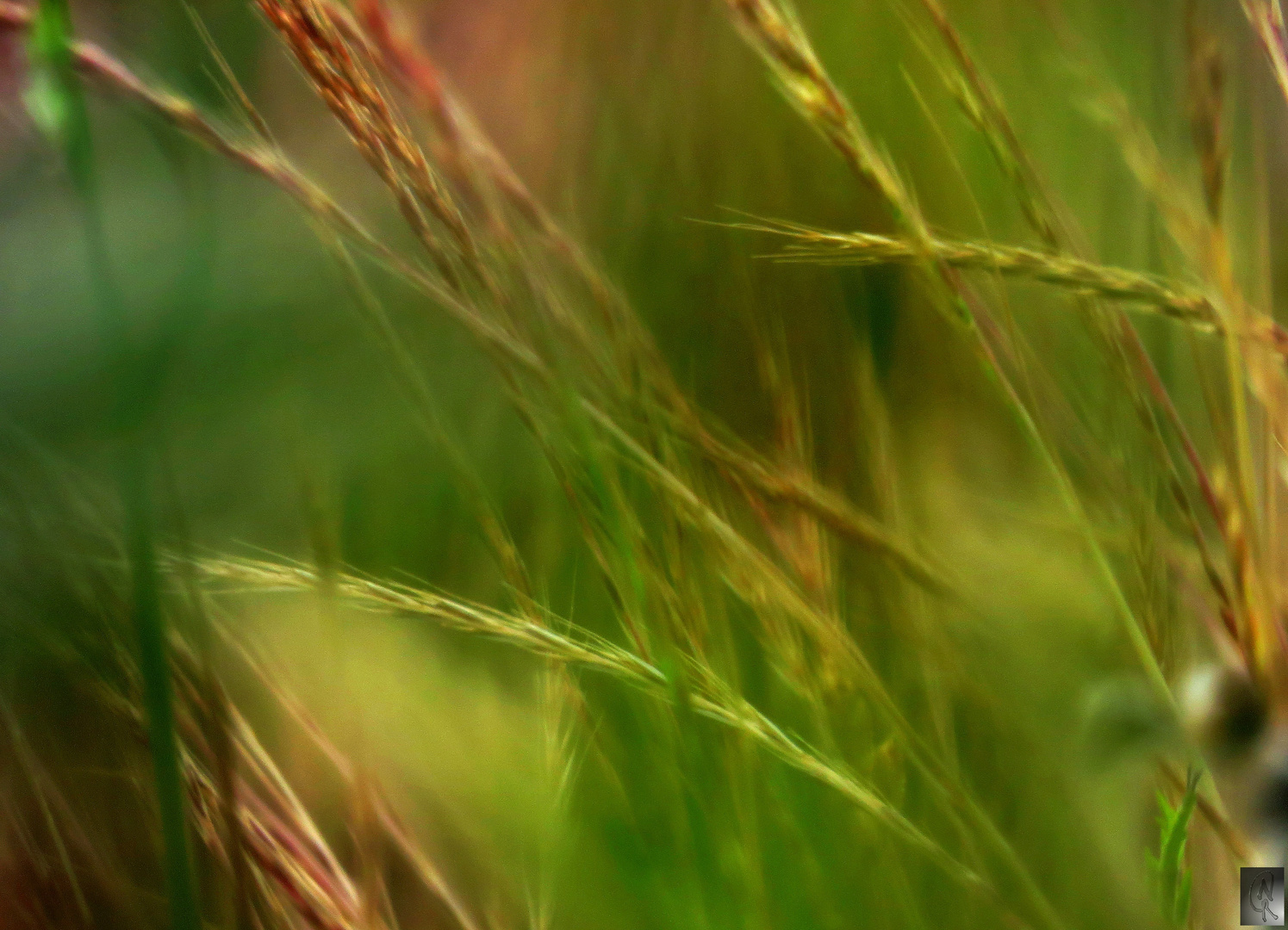 grass Foto & Bild | pflanzen, pilze & flechten, blüten- & kleinpflanzen ...