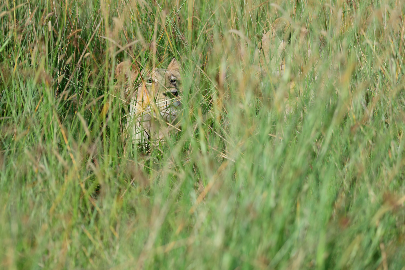 Grass is a good hiding place Foto & Bild | africa, southern africa ...