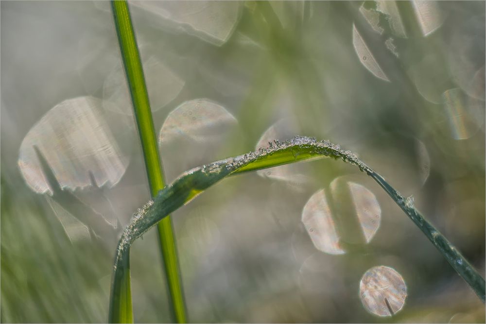 grasschmelze Foto & Bild | spezial, wiese, licht Bilder auf fotocommunity