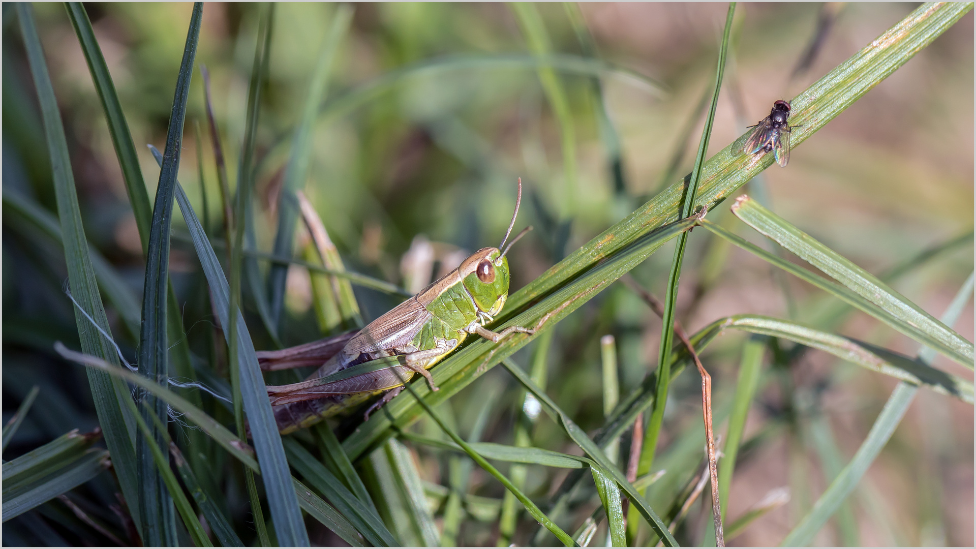 Grasshopper and fly ..... Foto & Bild | tiere, wildlife, insekten ...