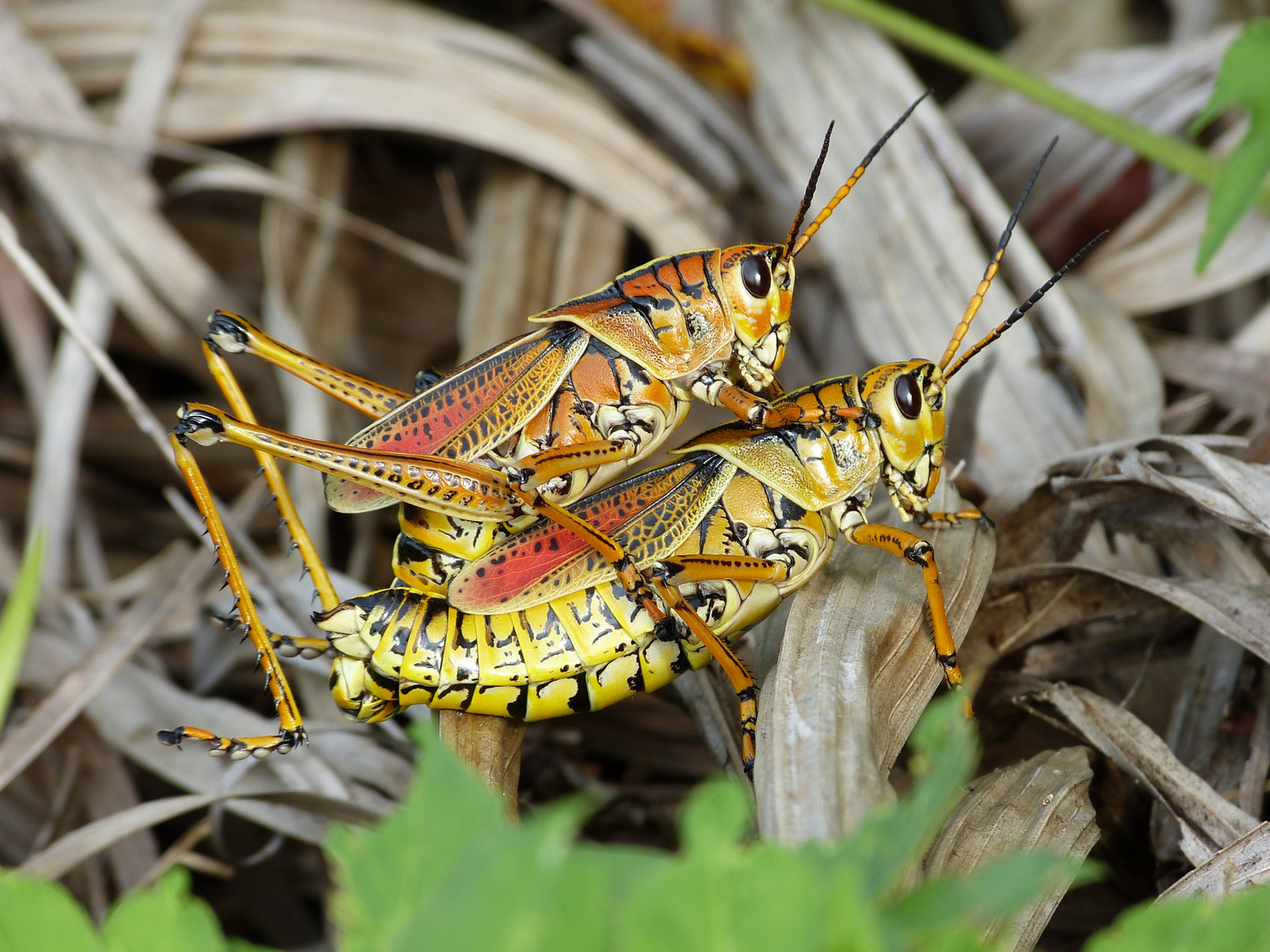 Grasshopper mating Foto & Bild | tiere, wildlife, insekten Bilder auf ...