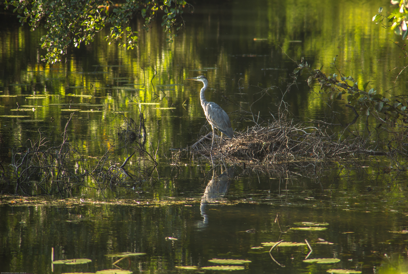 Grau- oder Fischreiher Foto & Bild | park, natur, vögel Bilder auf ...