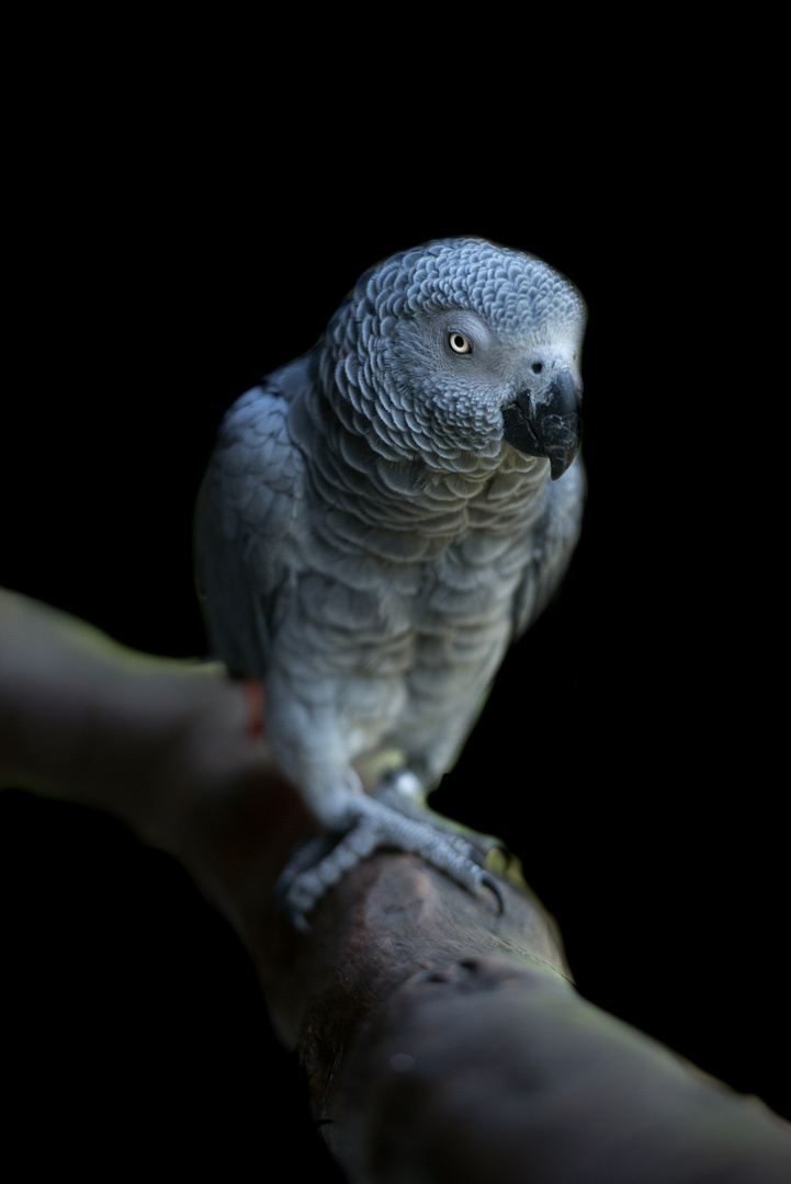 Grau Papagei Foto & Bild | dies und das ...., natur, germany Bilder auf ...