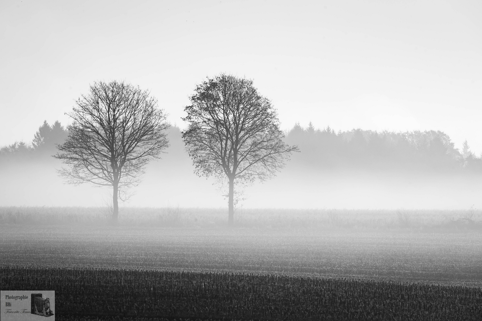 Grau und neblig Foto & Bild | landschaft, jahreszeiten, bäume Bilder ...