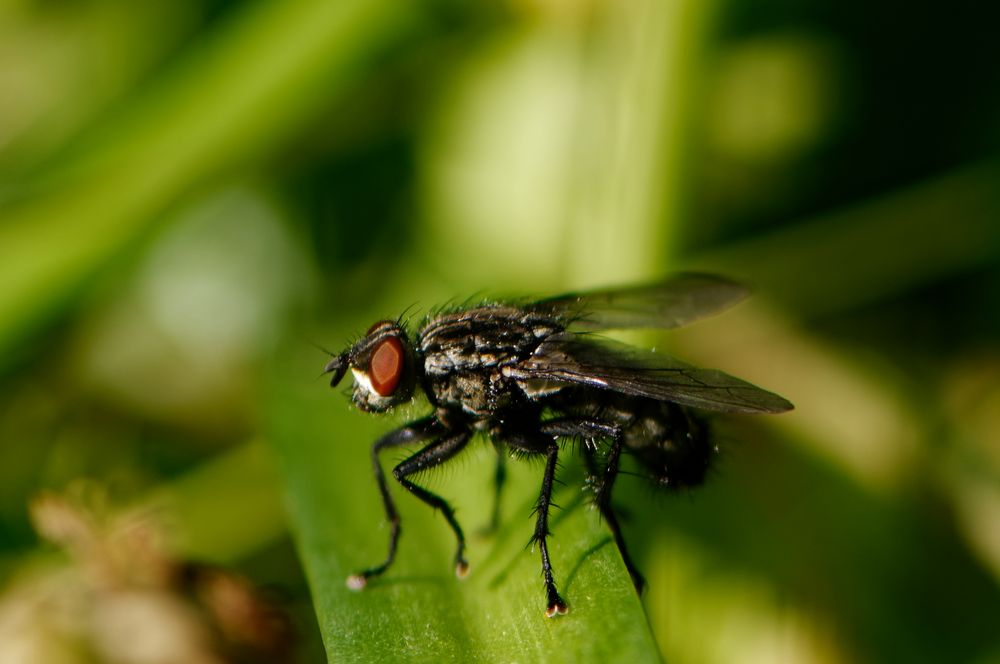 graue Fleischfliege Foto & Bild | makro, natur, fliegen Bilder auf ...