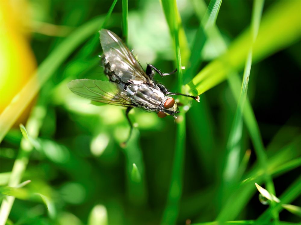 Graue Fleischfliege (Sarcophaga carnaria) Foto & Bild | fliege, natur ...