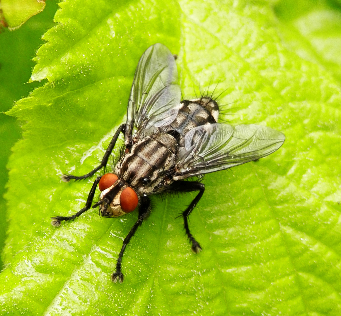 Graue Fleischfliege (Sarcophaga carnaria) III Foto & Bild | tiere ...