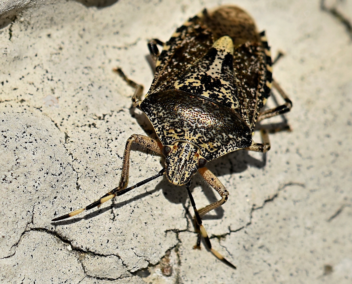 Graue Gartenwanze Foto & Bild | makro, natur, nahaufnahme Bilder auf ...