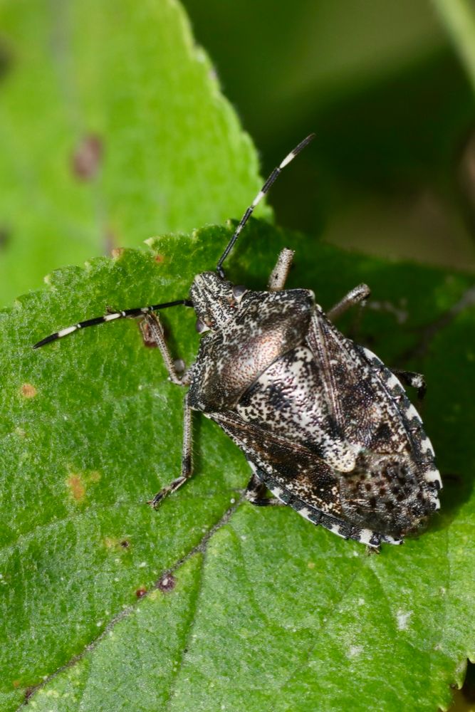 Graue Gartenwanze Foto & Bild | tiere, wildlife, insekten Bilder auf ...