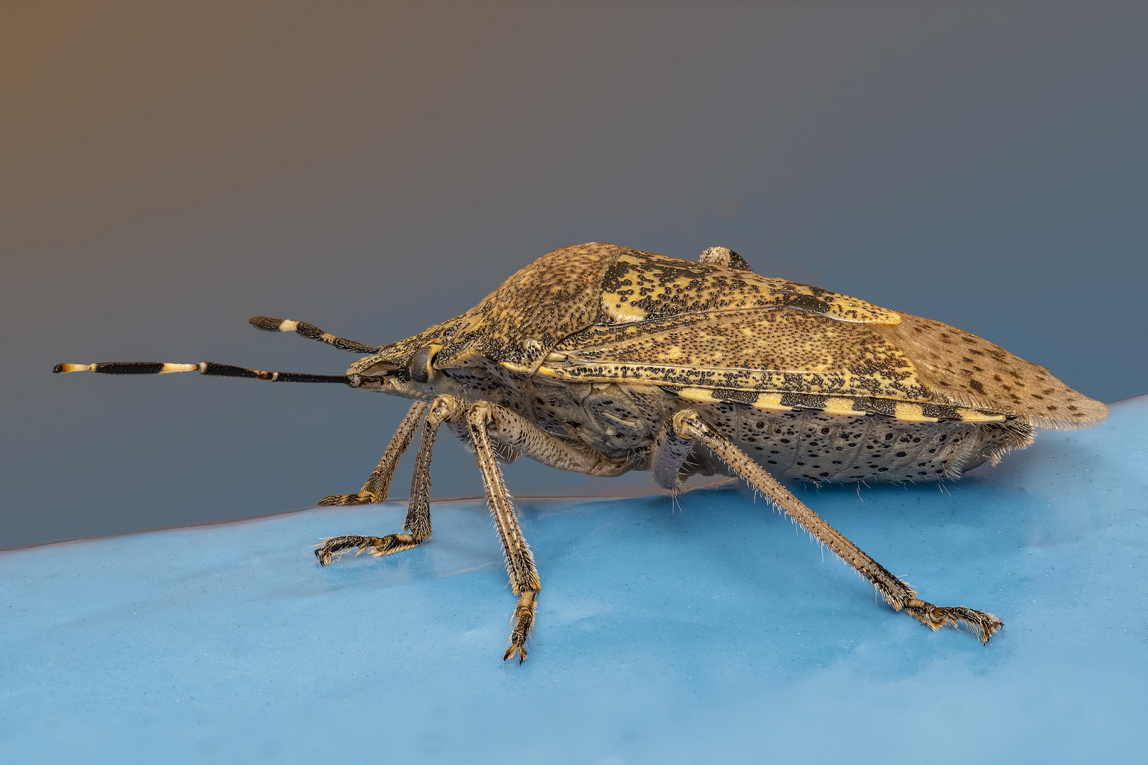 Graue Gartenwanze Foto & Bild | tiere, wildlife, insekten Bilder auf ...