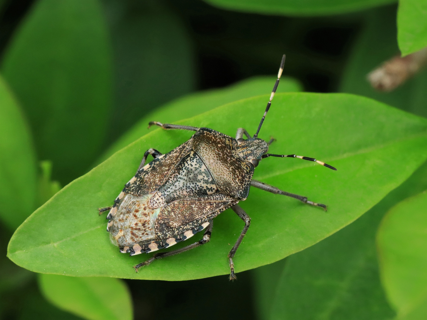 Graue Gartenwanze, Mottled shieldbug, Rhaphigaster nebulosa Foto & Bild ...