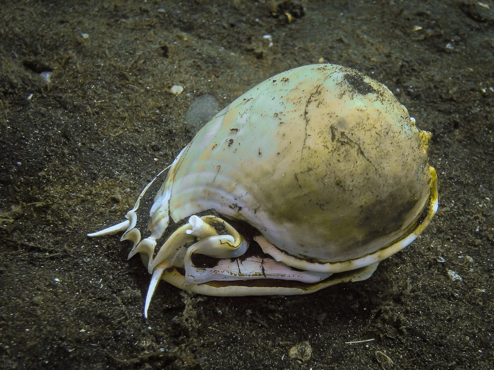 Graue Helmschnecke Foto & Bild | asia, indonesia, tiere Bilder auf ...