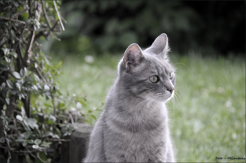 graue Katze in grau-grün Foto & Bild | tiere, haustiere, katzen Bilder ...