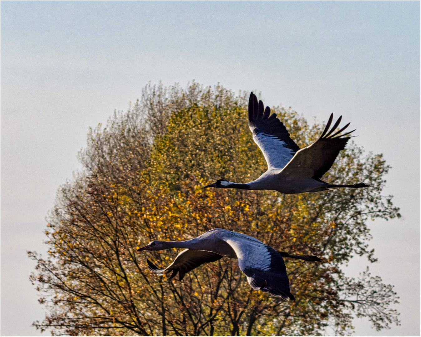 Graue Kraniche Foto & Bild | natur, portrait, porträt Bilder auf ...