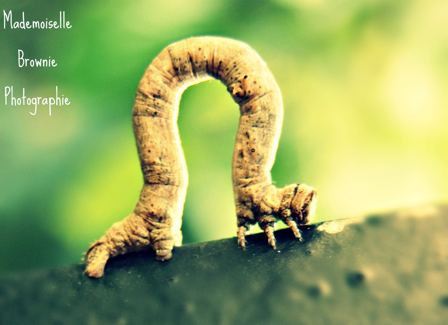 Graue Raupe Foto & Bild | tiere, wildlife, insekten Bilder auf ...