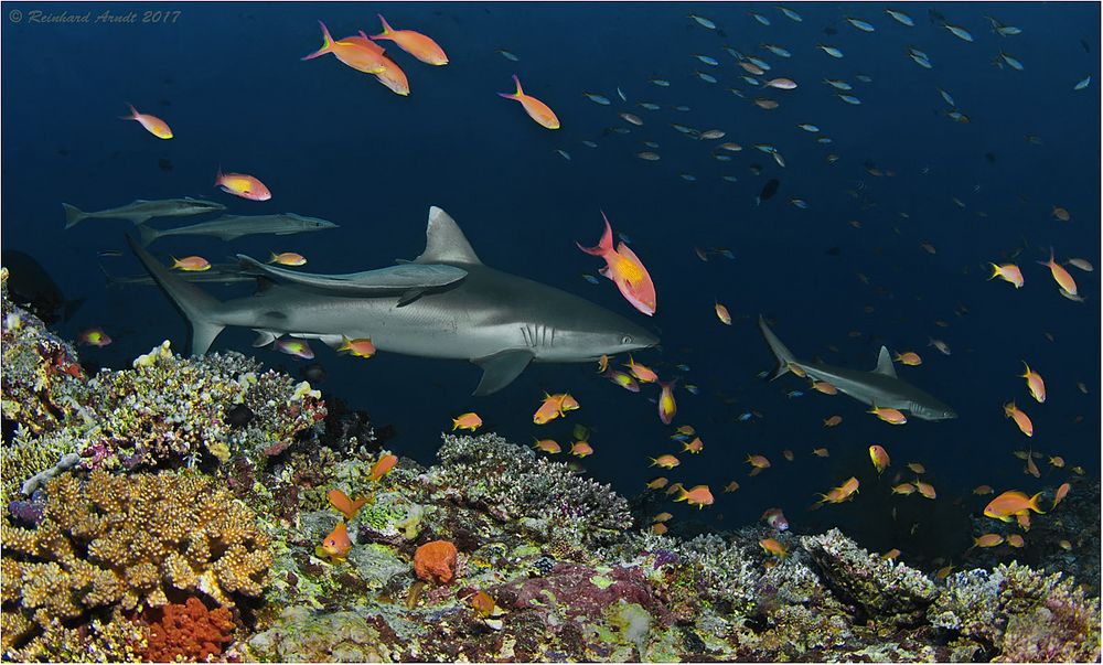 Graue Riffhaie... Foto & Bild | meer, natur, malediven Bilder auf ...