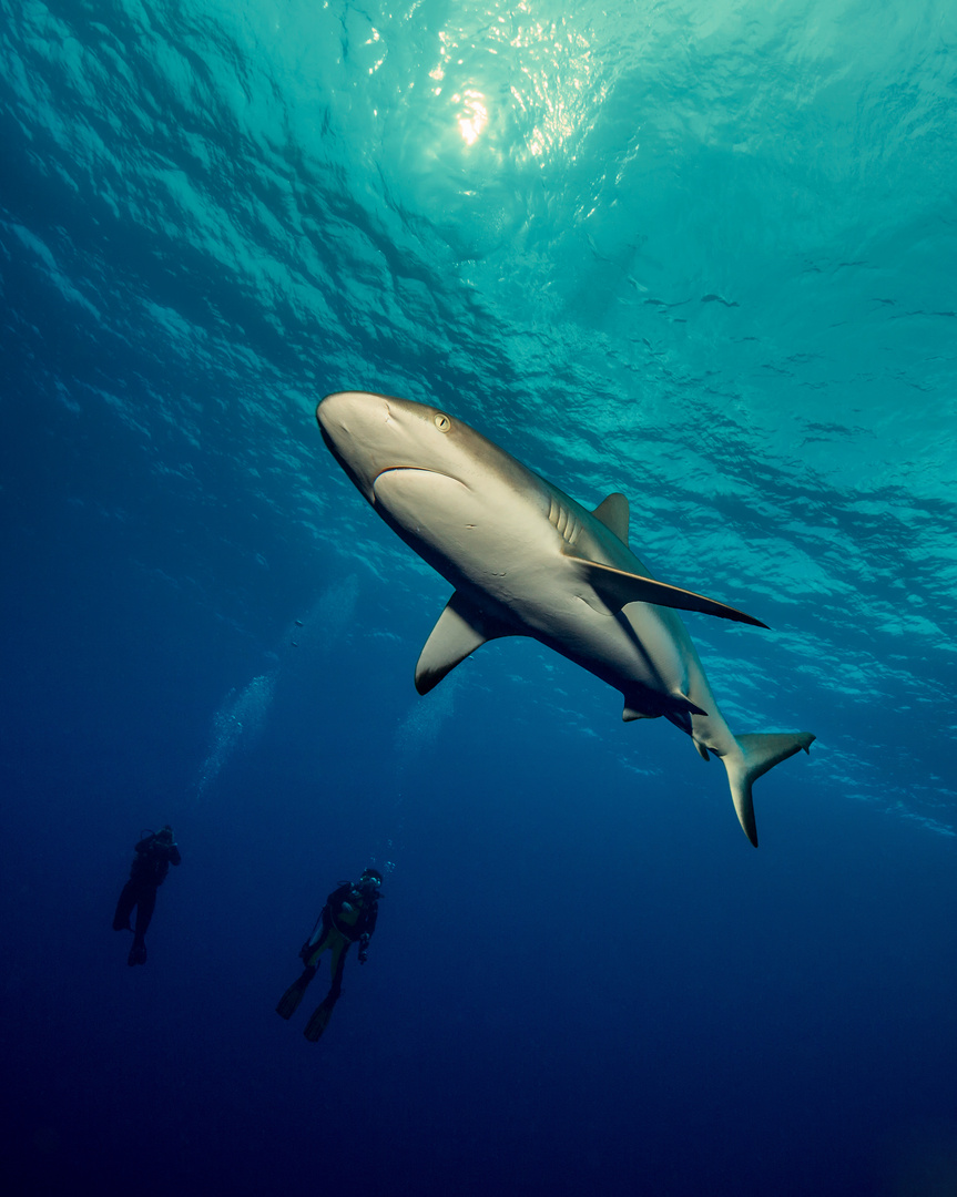 Grauer Riffhai Foto & Bild | meer, natur, wildlife Bilder auf fotocommunity