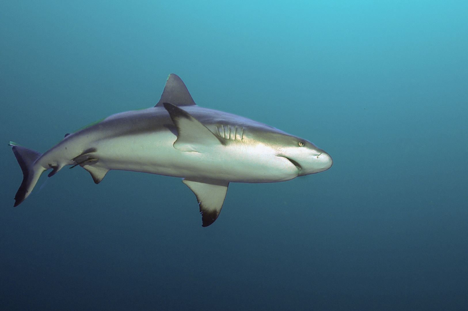 Grauer Riffhai Foto & Bild | unterwasser, uw-salzwasser, natur-kreativ ...