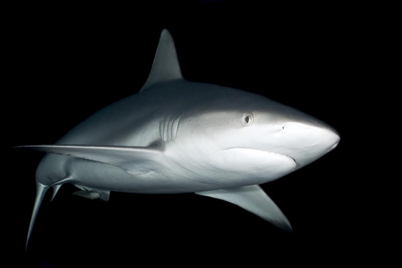 Grauer Riffhai, Malediven im Dez. 2011 Foto & Bild | unterwasser, uw ...