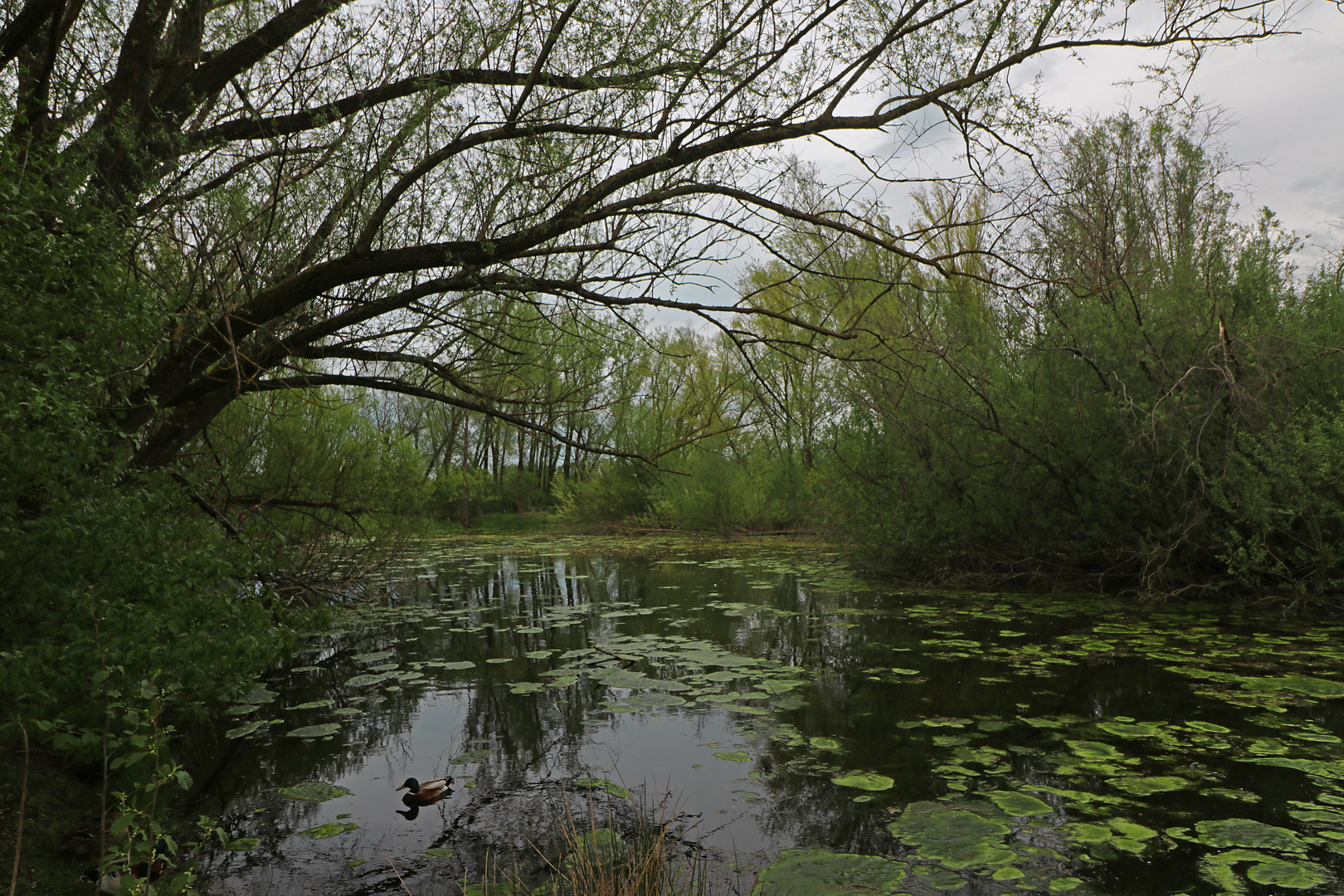 Grauer Tag am Ententeich Foto & Bild | mai, landschaften, wasser Bilder ...