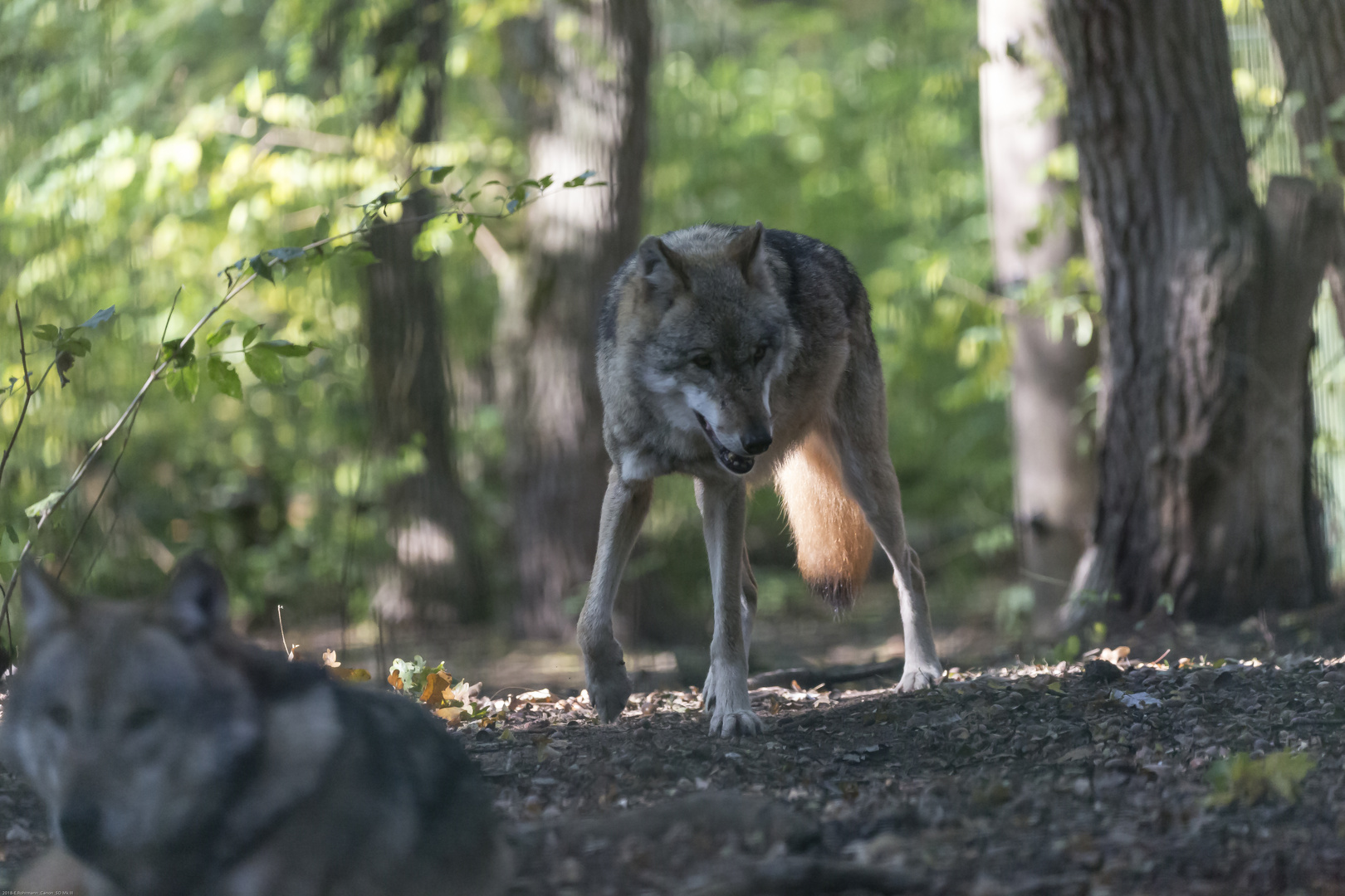 Grauer Wolf Foto & Bild | natur, tiere, deutschland Bilder auf ...