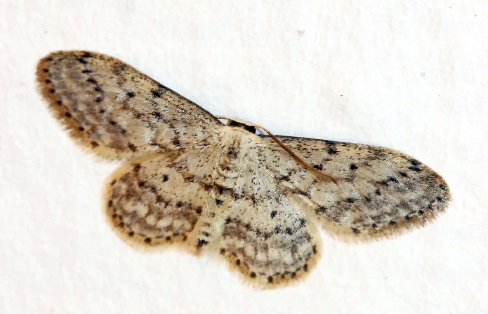grauer Zwergspanner,Idaea seriata Foto & Bild | natur, nachtfalter ...