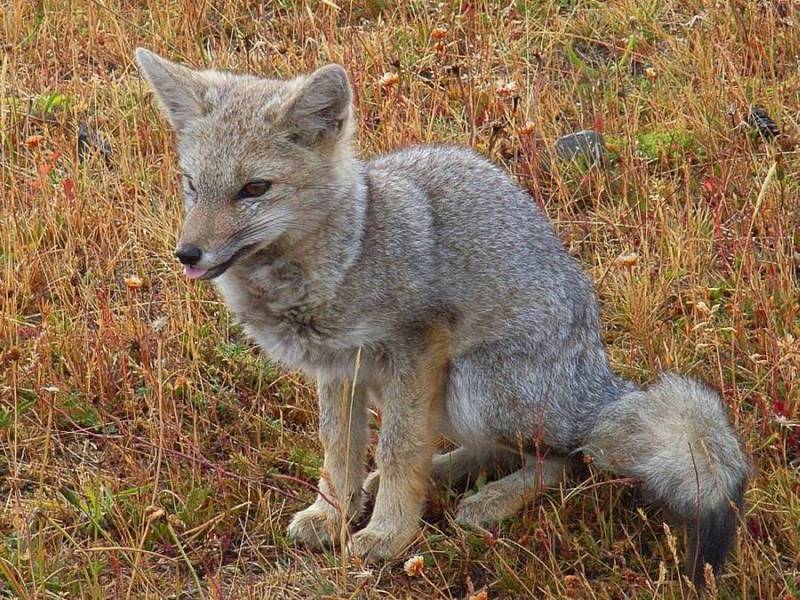 Graufuchs Foto & Bild | tiere, wildlife, säugetiere Bilder auf ...