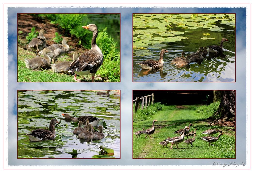 Graugänse Foto & Bild | tiere, wildlife, wild lebende vögel Bilder auf ...