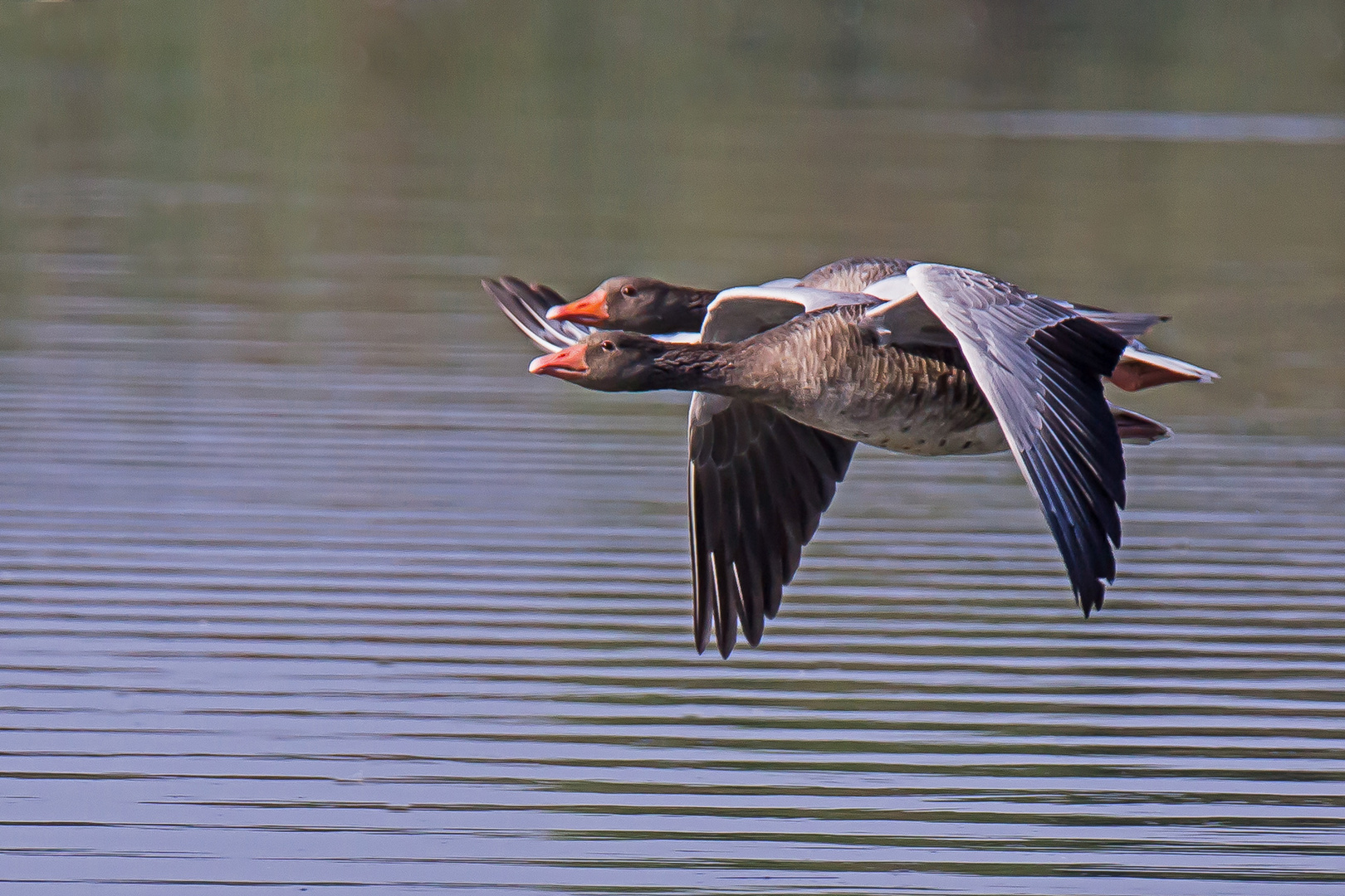 Graugänse Foto & Bild | tiere, wildlife, wild lebende vögel Bilder auf ...