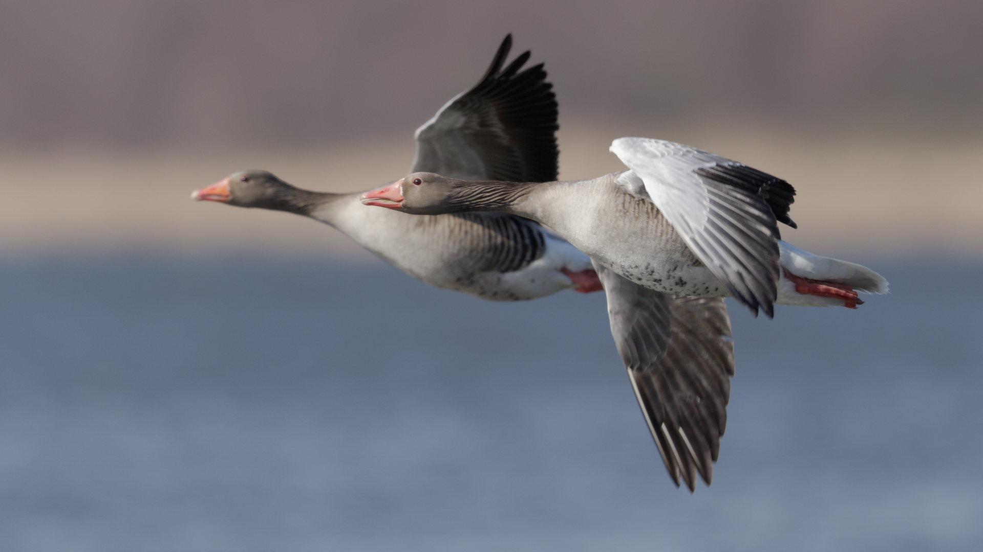 Graugänse Foto & Bild | natur, tiere, vögel Bilder auf fotocommunity