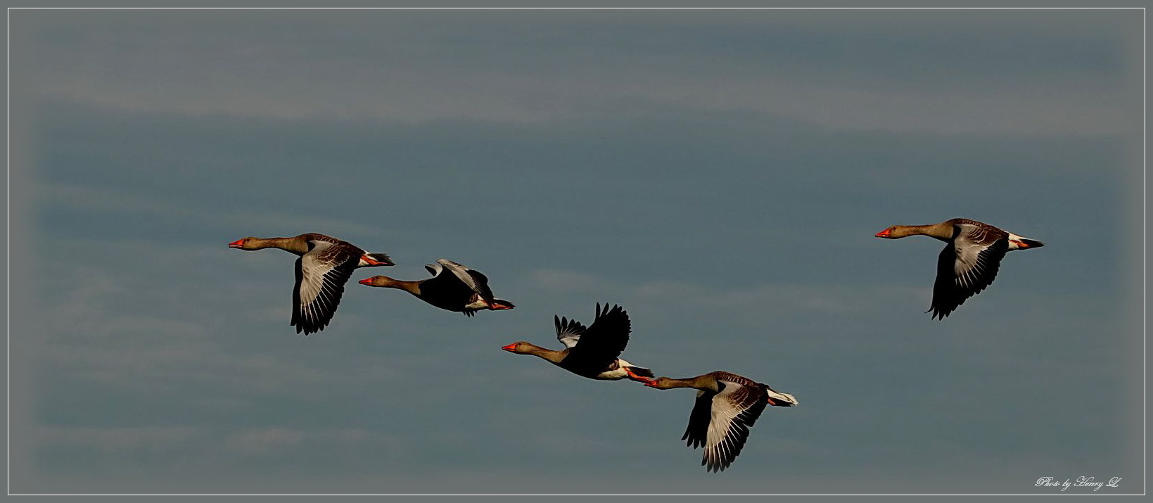Graugänse Foto & Bild | vögel, wildlife, graugänse Bilder auf fotocommunity