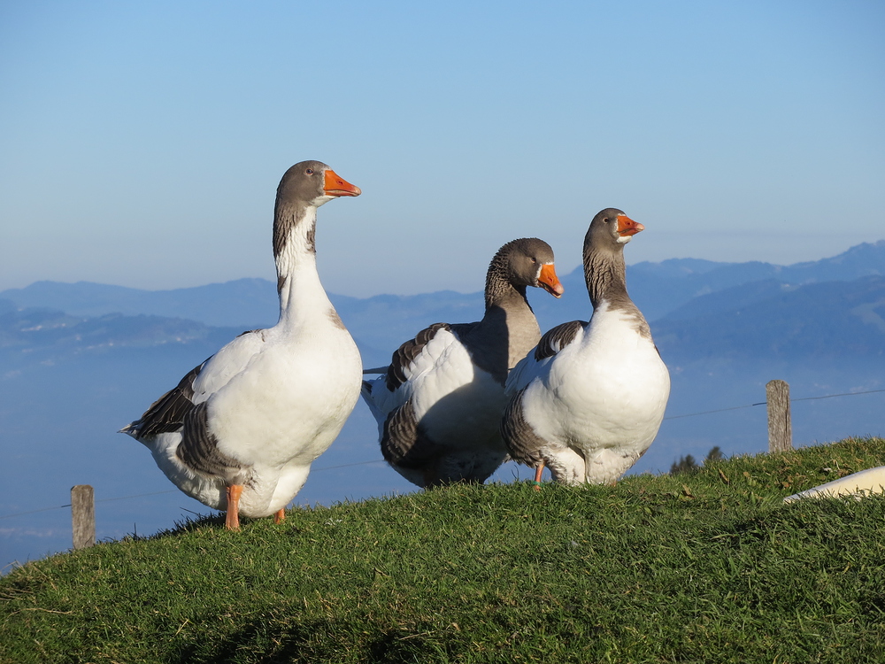 Graugänse Foto & Bild | tiere, zoo, wildpark & falknerei, vögel Bilder ...