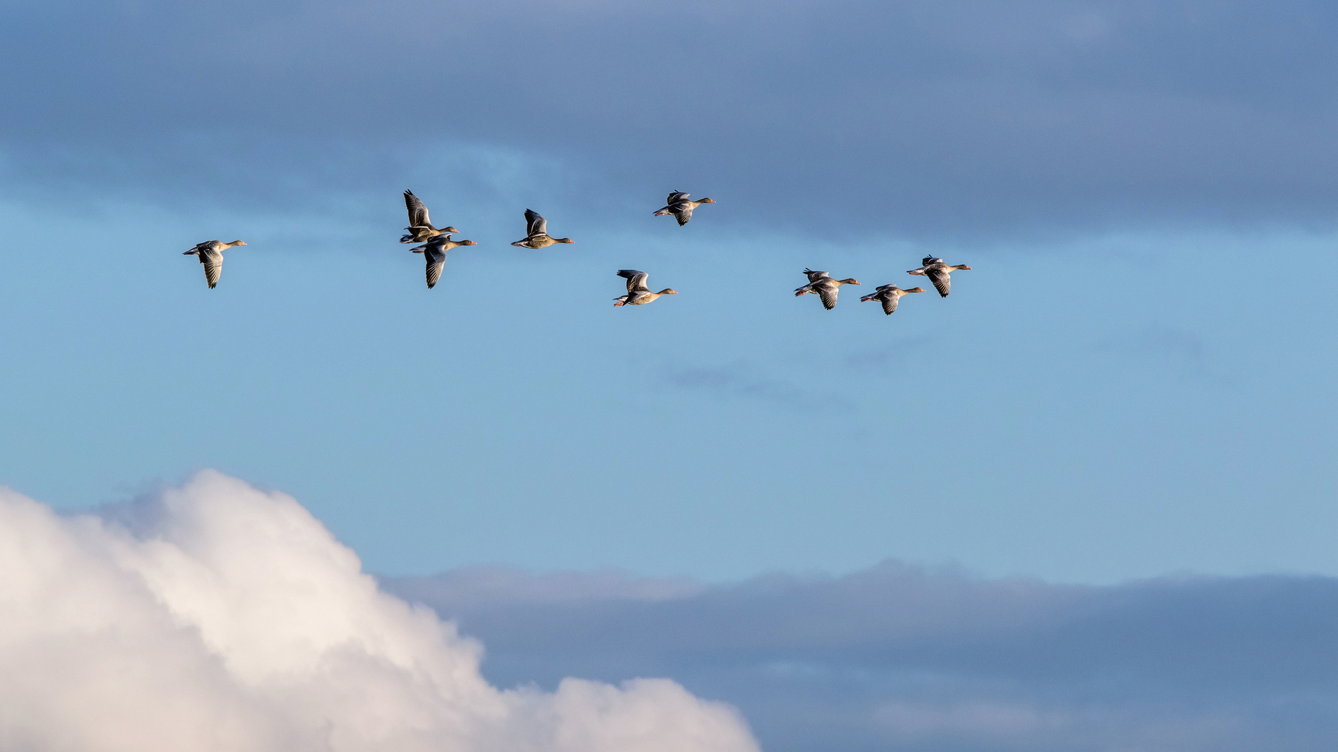 Graugänse Foto & Bild | tiere, wildlife, wild lebende vögel Bilder auf ...