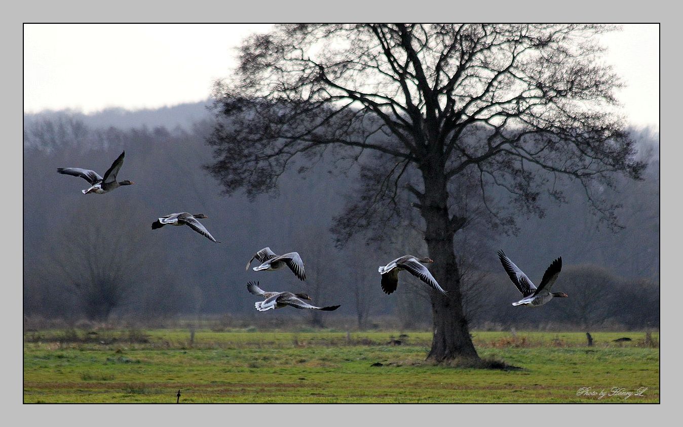 Graugänse Foto & Bild | tiere, wildlife, wild lebende vögel Bilder auf ...