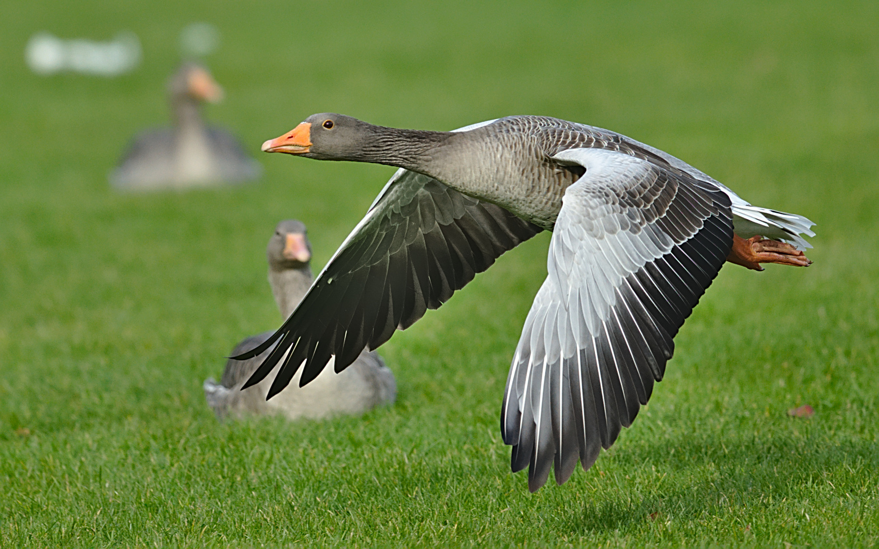 Graugänse Foto & Bild | tiere, wildlife, wild lebende vögel Bilder auf ...