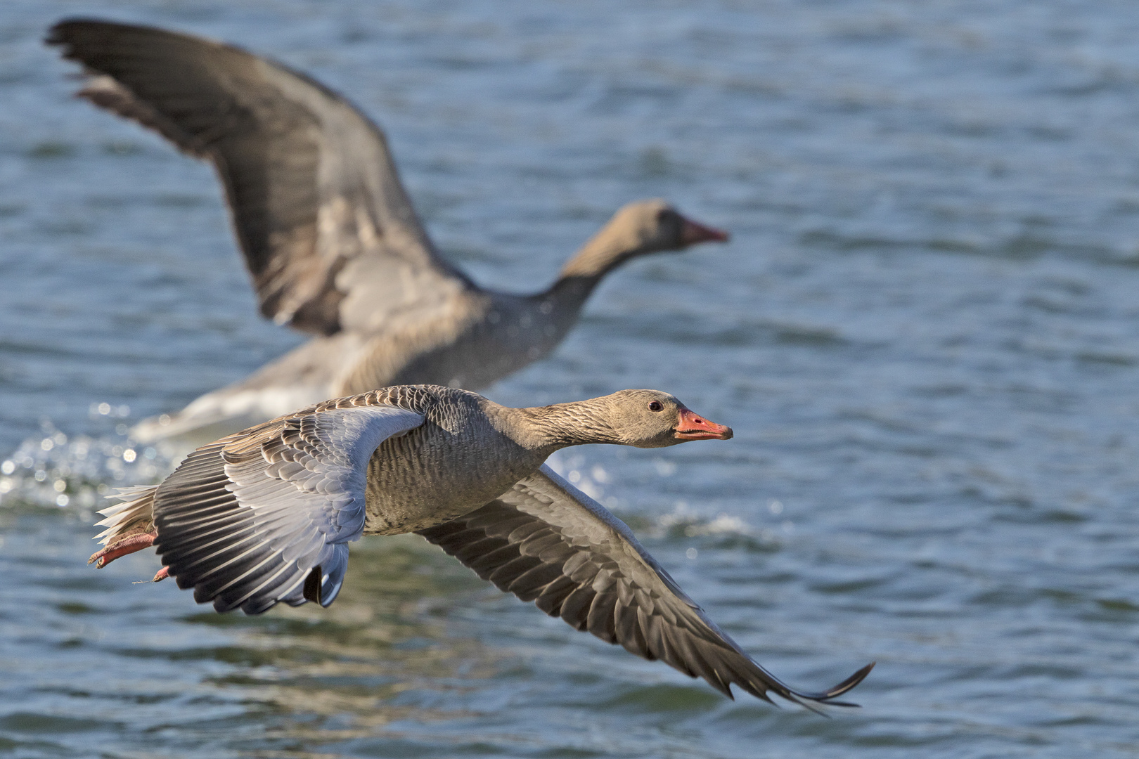 Graugänse im ... Foto & Bild | tiere, wildlife, wild lebende vögel ...