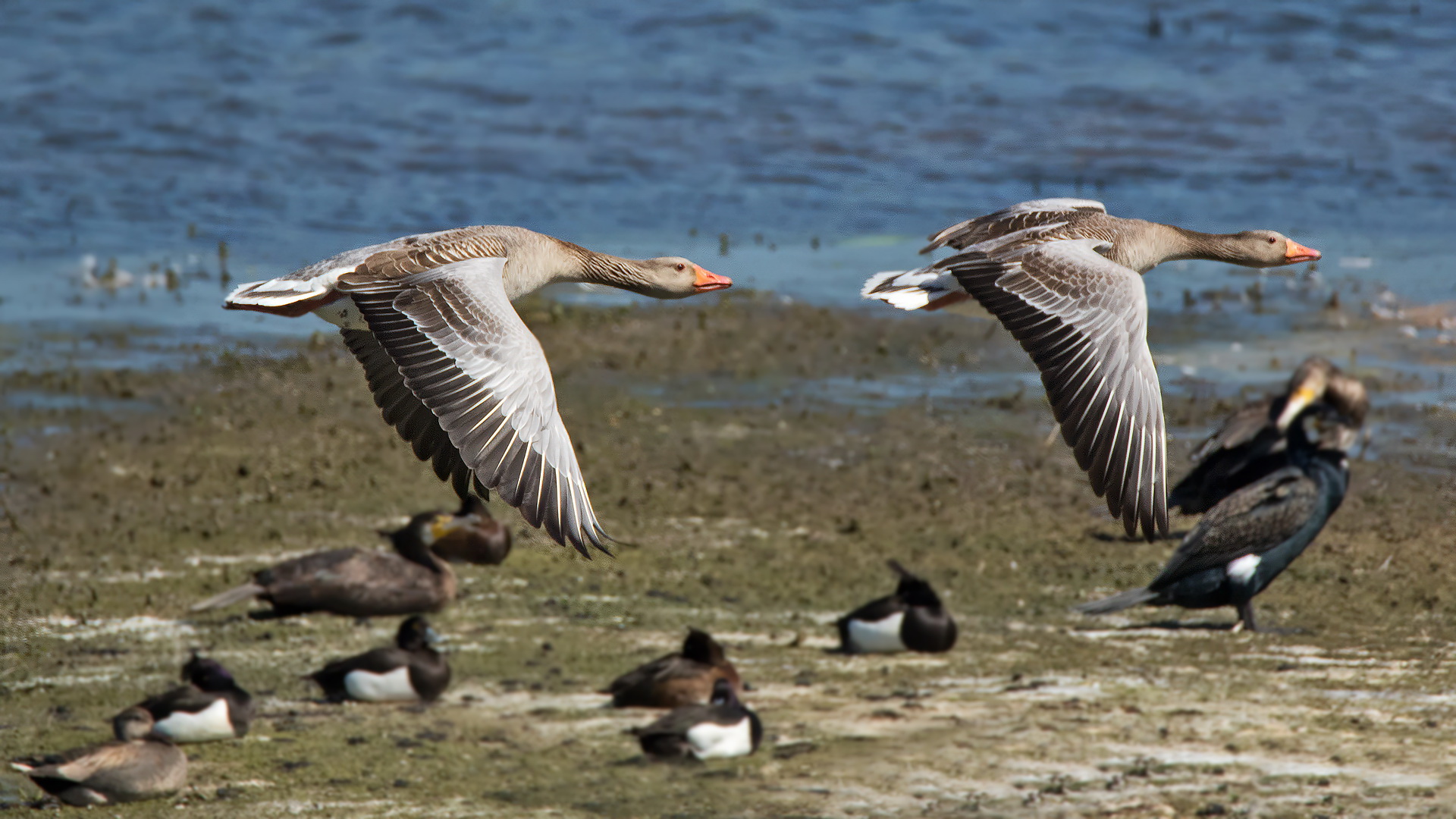 Graugänse007 Foto & Bild | natur, tiere, vögel Bilder auf fotocommunity