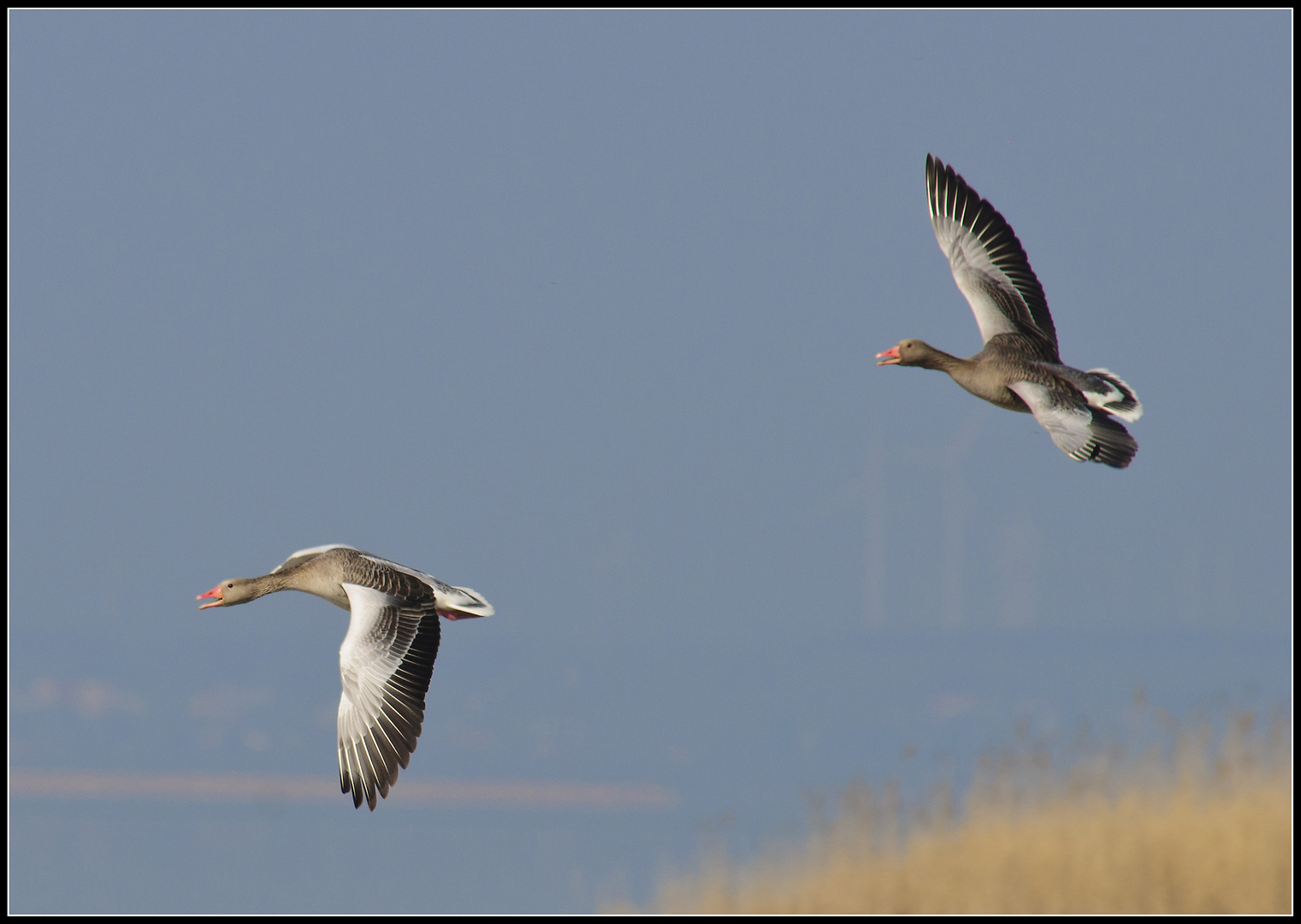 Graugänse14-1 Foto & Bild | tiere, wildlife, wild lebende vögel Bilder ...