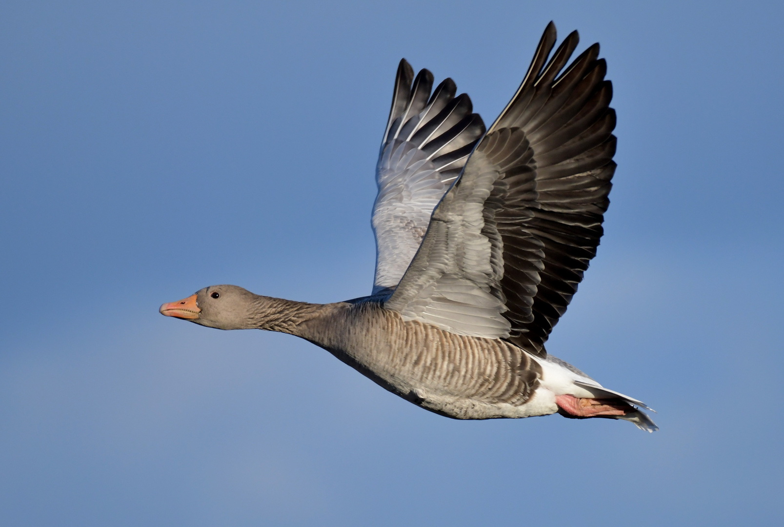 Graugans Foto & Bild | natur, see, entenvögel Bilder auf fotocommunity
