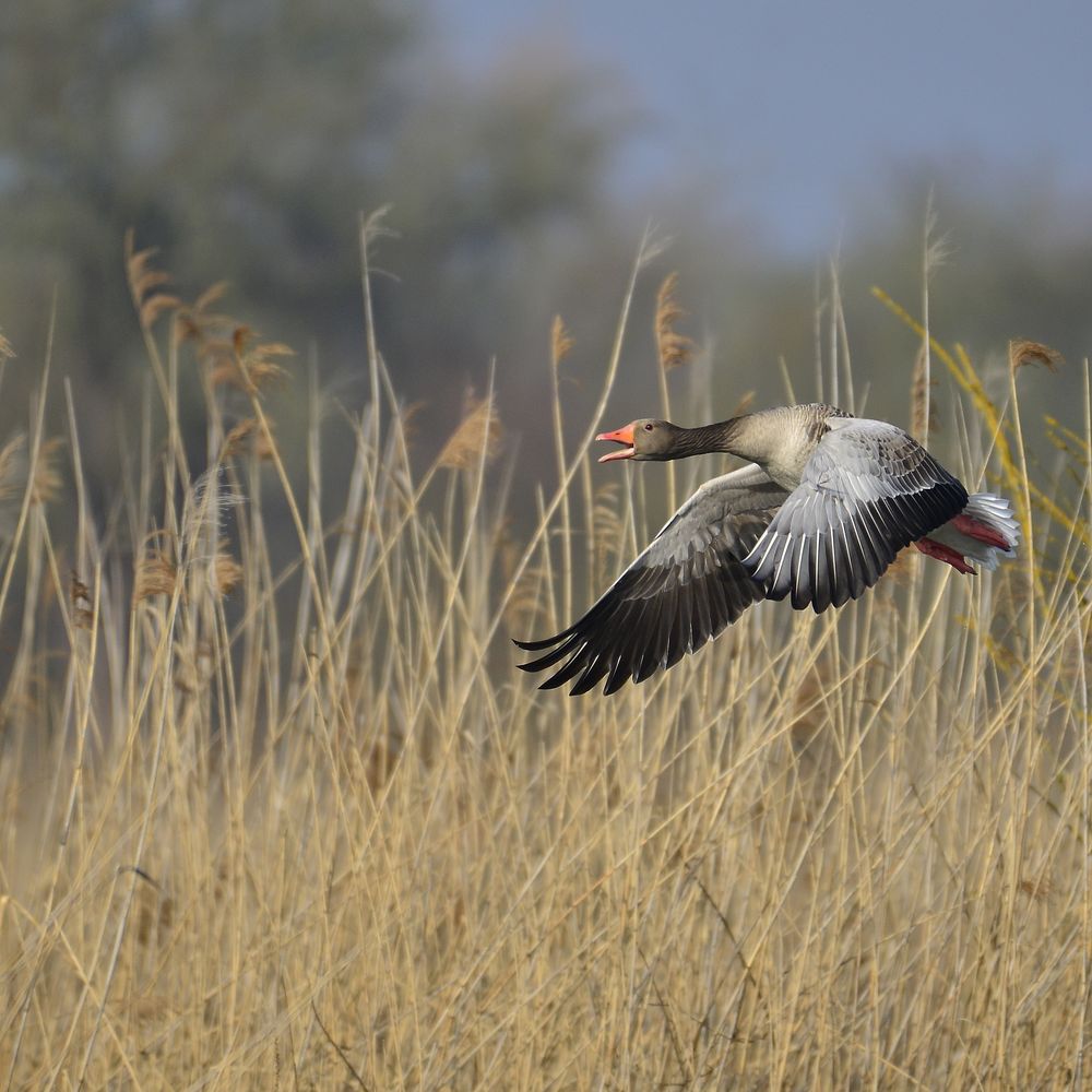 Graugans Foto & Bild | natur, tiere, vögel Bilder auf fotocommunity